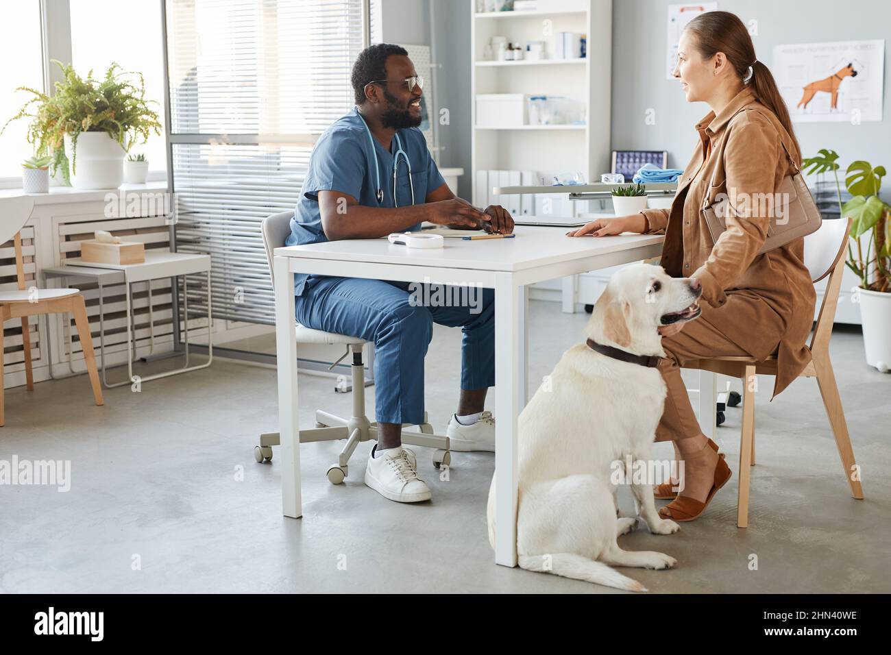 Labrador sitting at desk in office hi-res stock photography and images ...