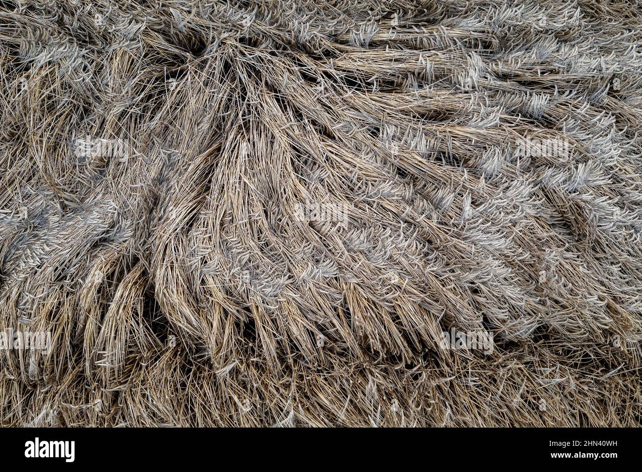 Textured brown hay crop Stock Photo - Alamy