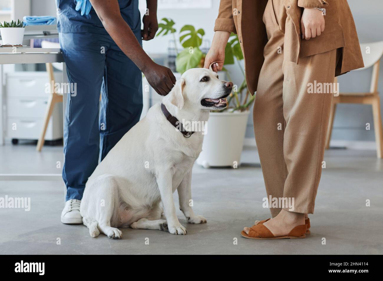 Sick labrador dog sitting on the floor between female pet owner and ...