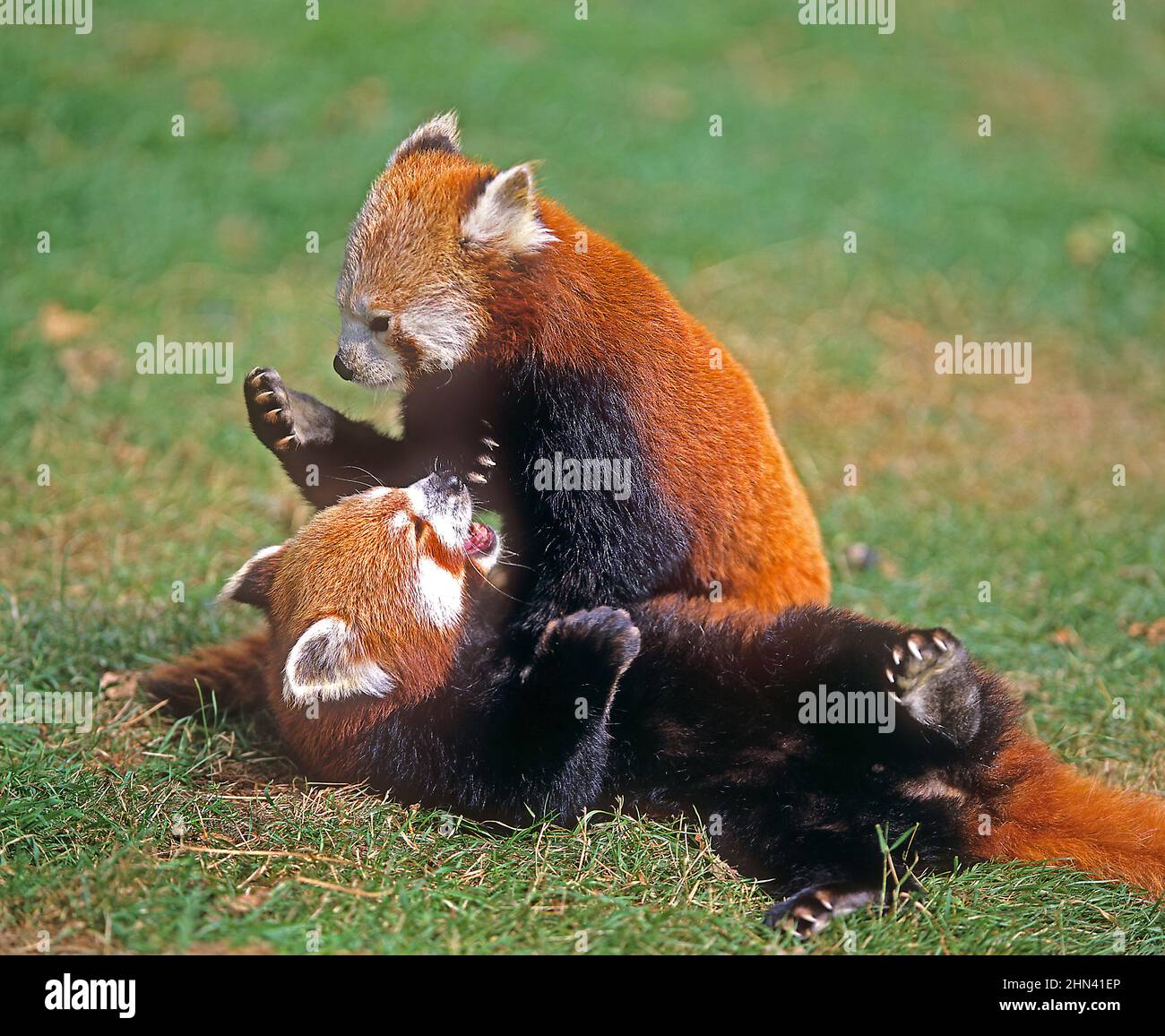 Playing Red Panda