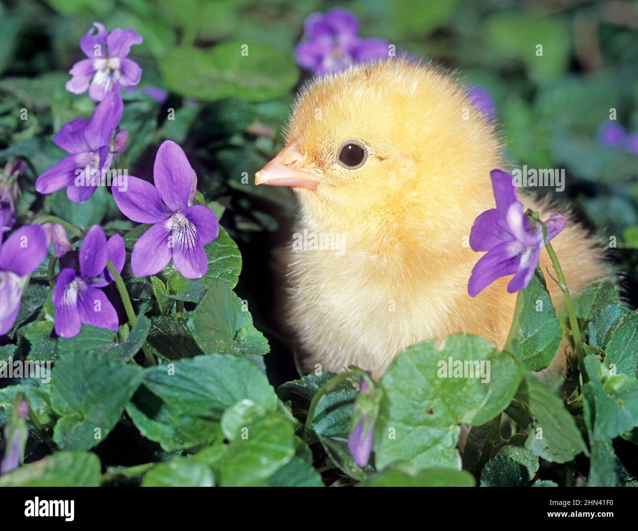 Domestic chicken. Chicks standing among flowering violets. Germany ...