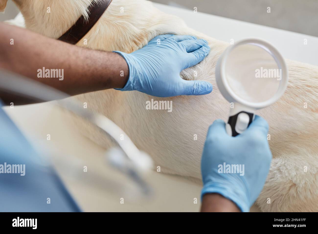 Dog vet table hi-res stock photography and images - Alamy