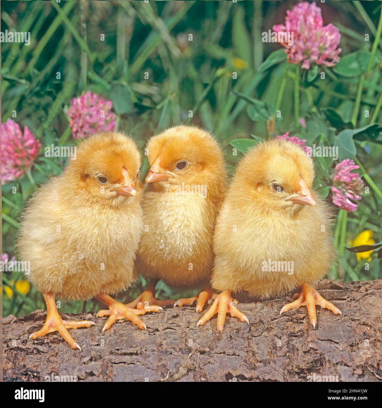 Chicken domestic hi-res stock photography and images - Alamy