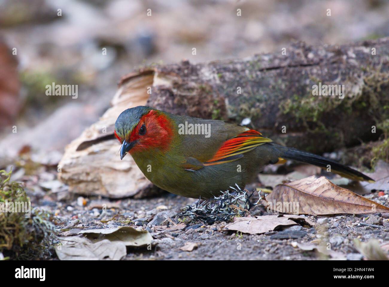 Variety of animal species hi-res stock photography and images - Alamy