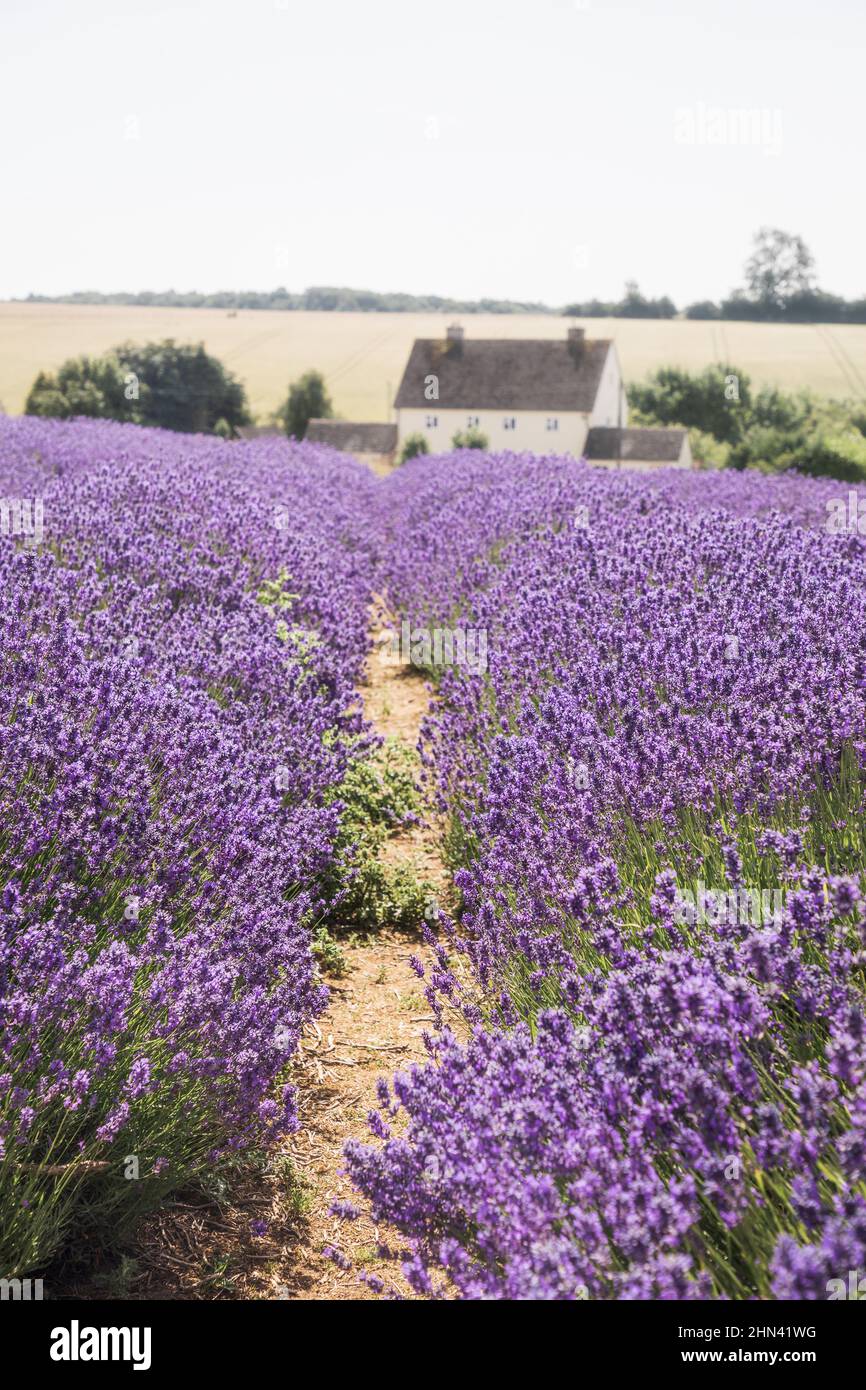 Lavender farm fields at Snowshill, Gloucestershire in England Stock ...