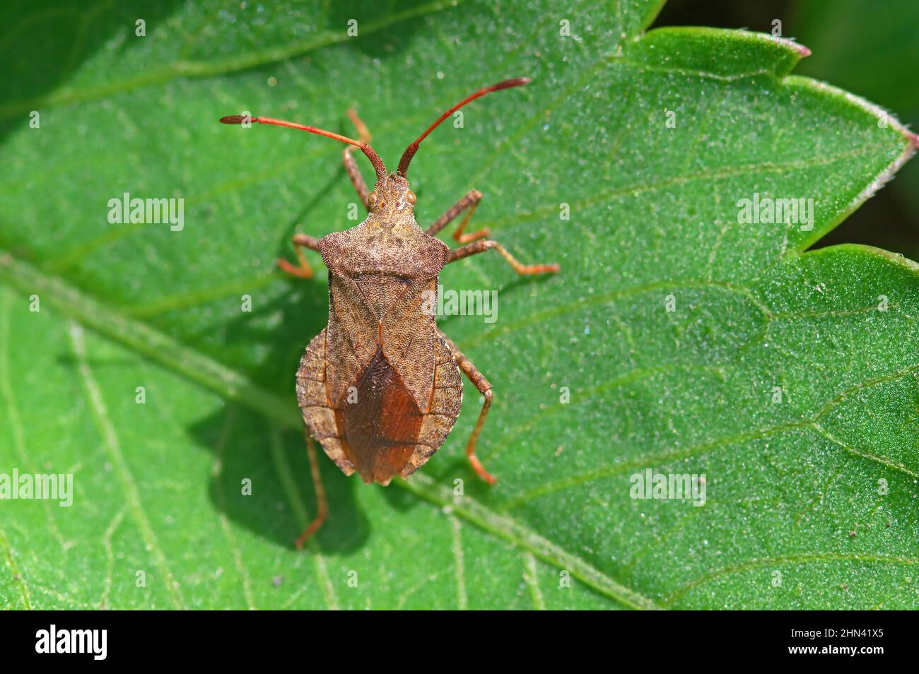 Dock Bug (Coreus marginatus) on a leaf. Germany Stock Photo - Alamy