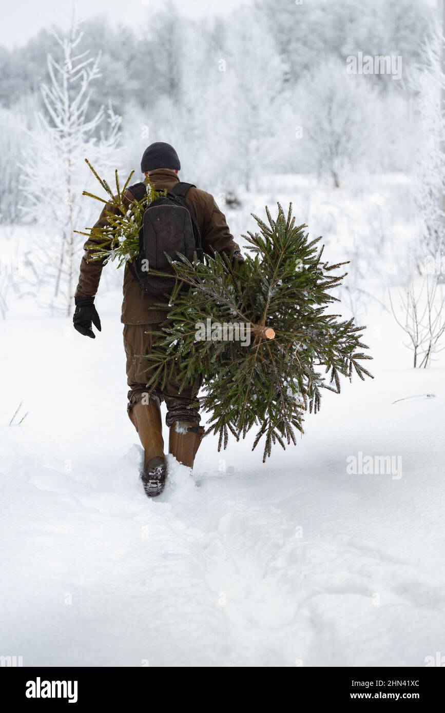 Concept the beginning of holidays and celebrations. Man drags felled ...