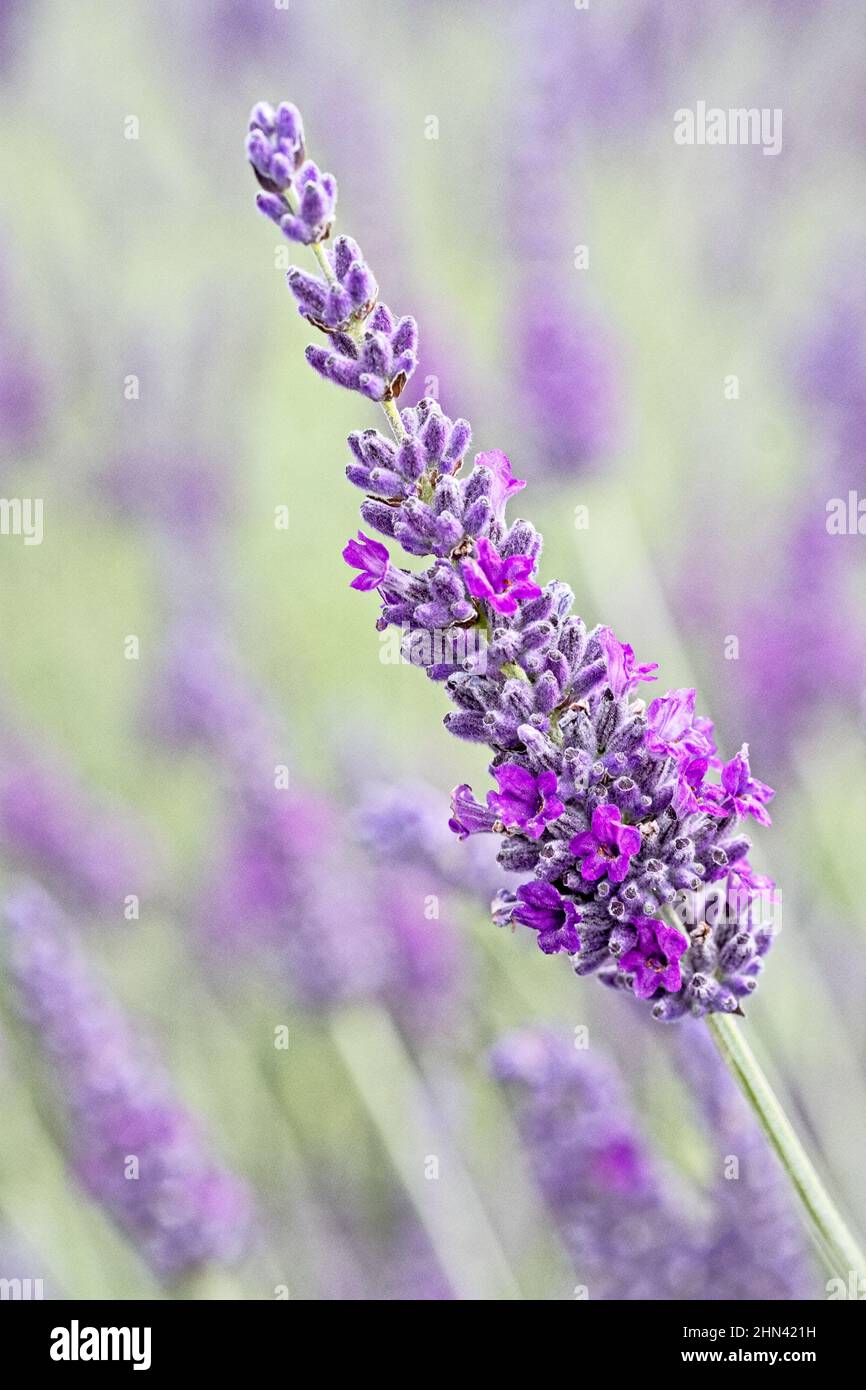 Vertical closeup of lavender flowers. England, UK Stock Photo - Alamy