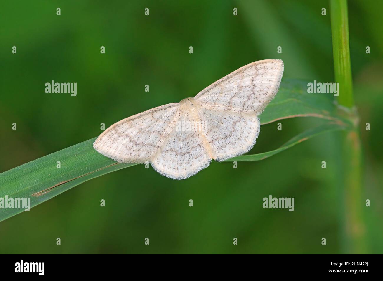 Riband wave hi-res stock photography and images - Alamy