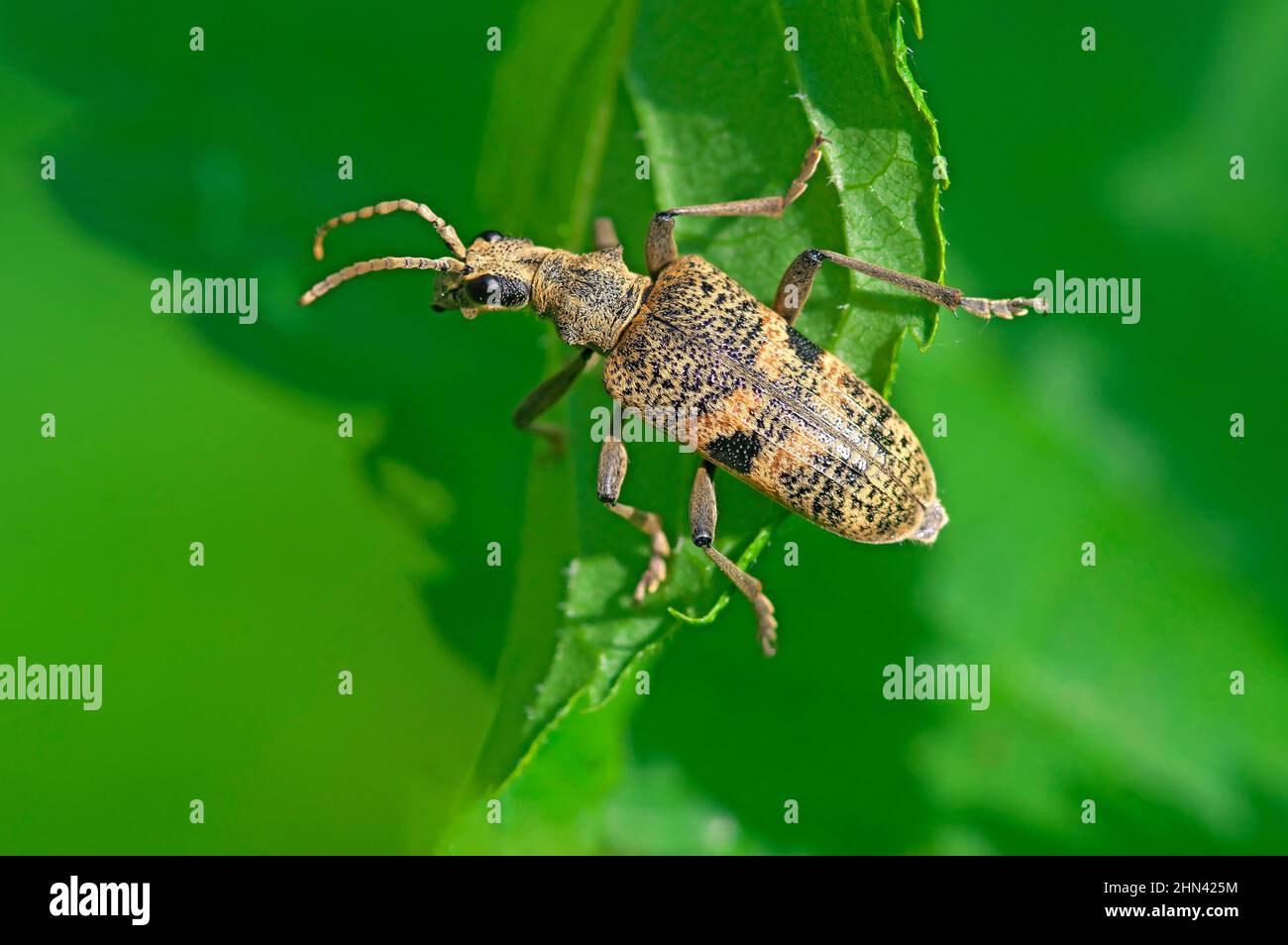 Ribbed Pine Borer (Rhagium inquisitor) on a lef. Germany Stock Photo ...