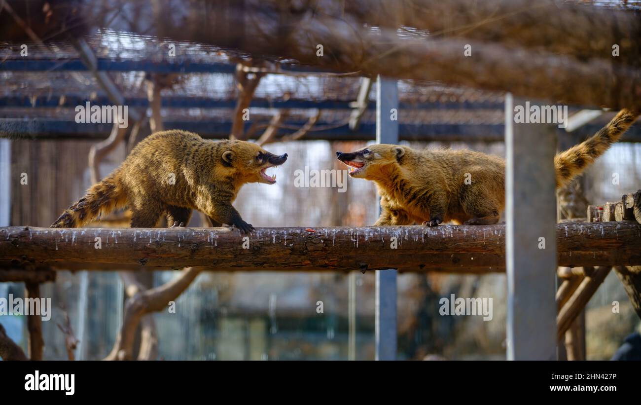 Beijing Zoo Animals High Resolution Stock Photography and Images - Alamy