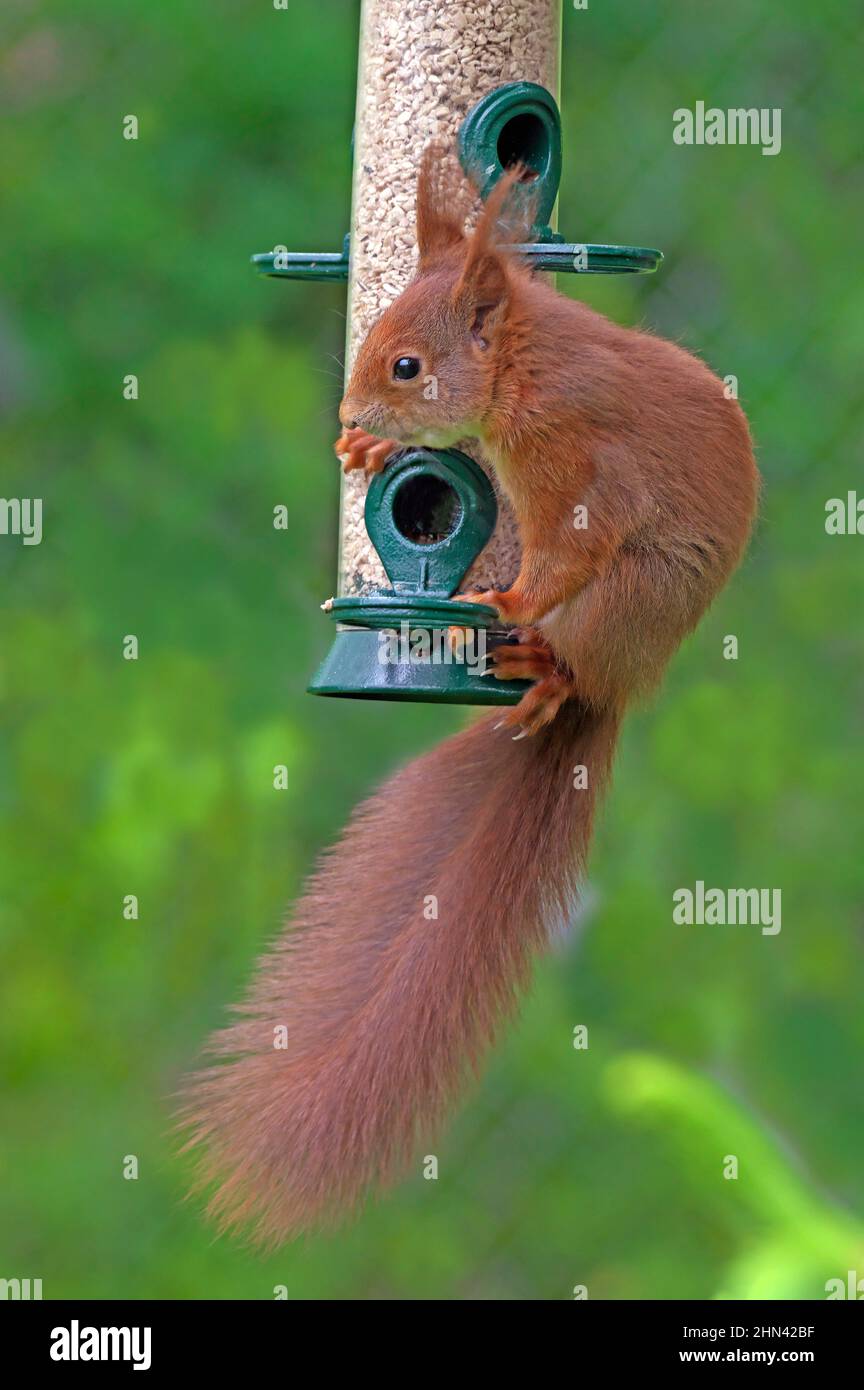 Acrobatic Red Squirrel (Sciurus vulgaris) does gymnastics at the feed ...
