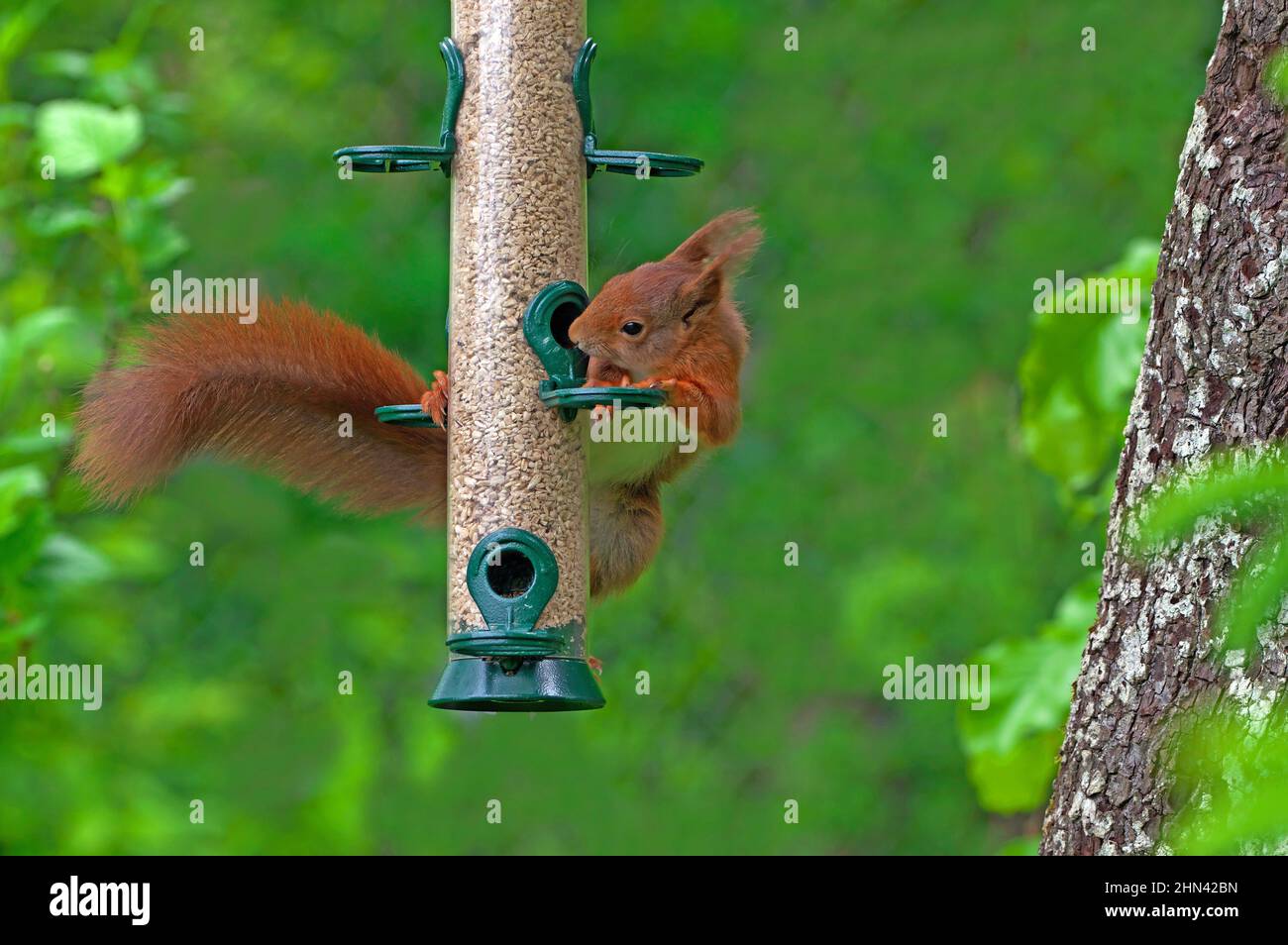 Acrobatic Red Squirrel (Sciurus vulgaris) does gymnastics at the feed ...