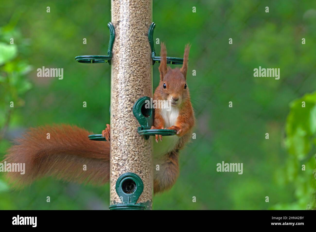 Acrobatic Red Squirrel (Sciurus vulgaris) does gymnastics at the feed ...
