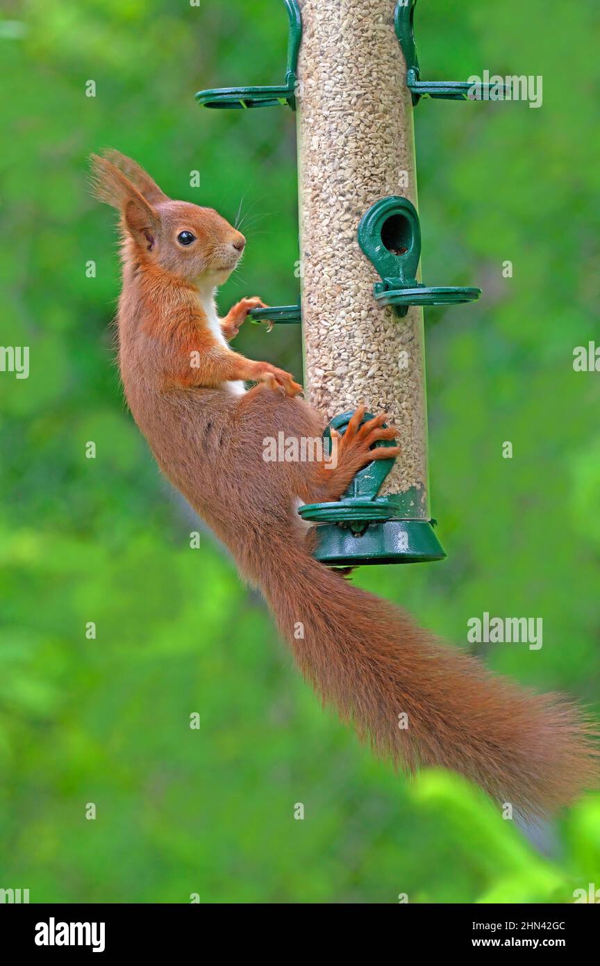 Acrobatic Red Squirrel (Sciurus vulgaris) does gymnastics at the feed ...