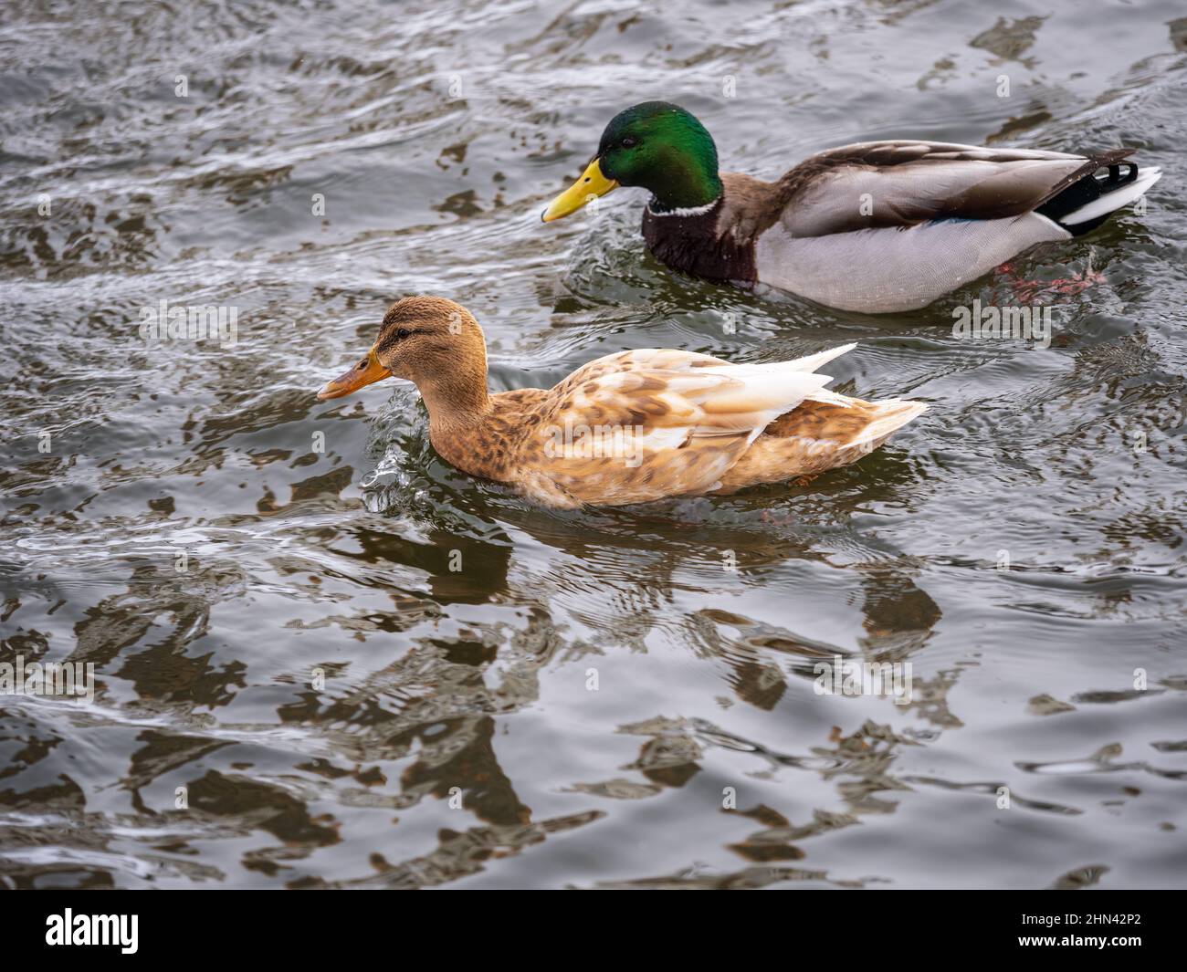 Yellow colored Mallard female Duck swims in the pond. Animal ...
