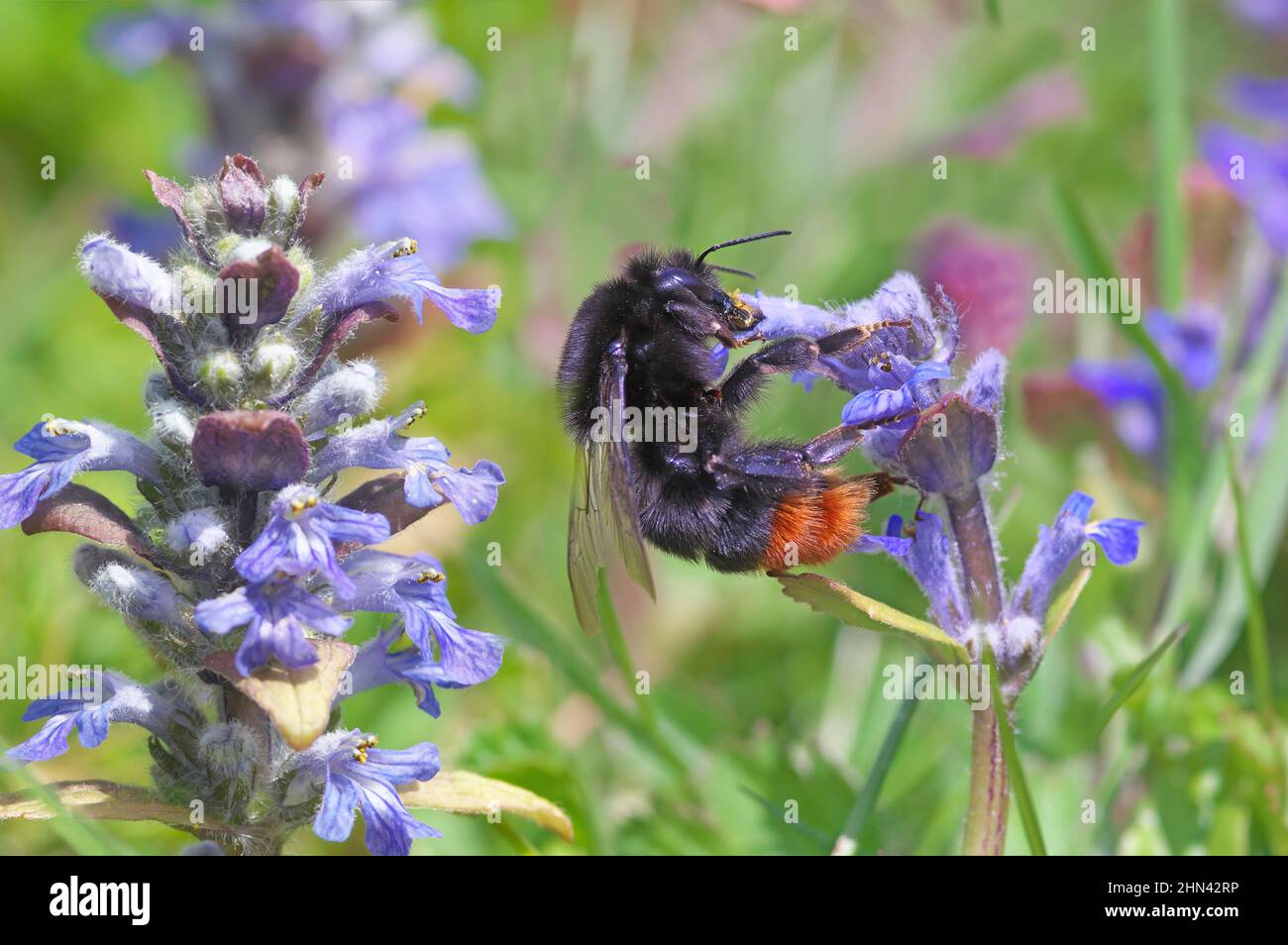 Red-tailed Bumblebee (Bombus lapidarius) foragning on Blue Bugle (Ajuga ...