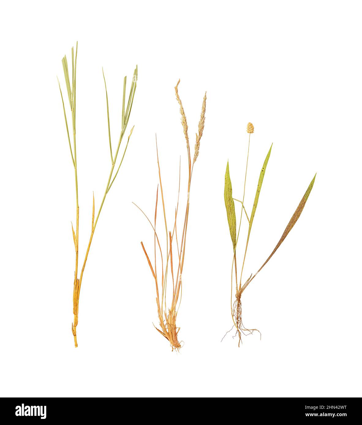 Dried herbarium wild meadow cereal herbs grass plant isolated Stock ...