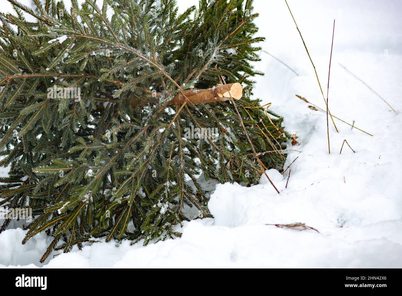 Cut down evergreen tree hi-res stock photography and images - Alamy
