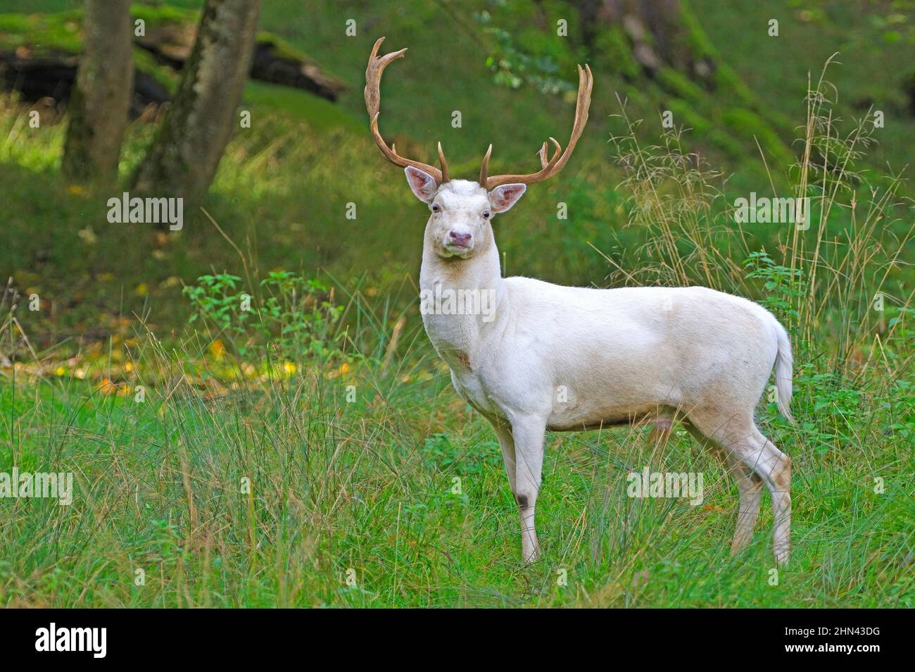 White Fallow Deer (Dama dama). Stag standing on a clearing at the ...