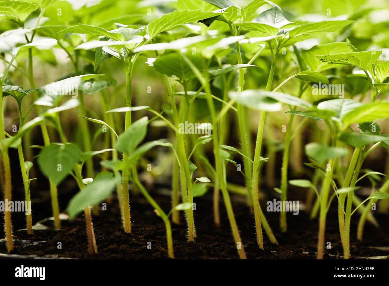 Group of green seedlings of pepper plant growing in fertile soil in ...
