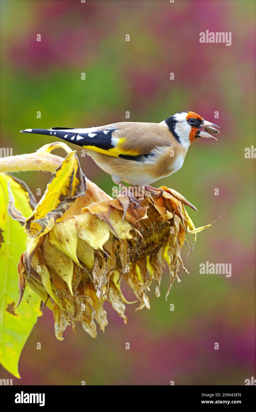 Finches of europe hi-res stock photography and images - Alamy