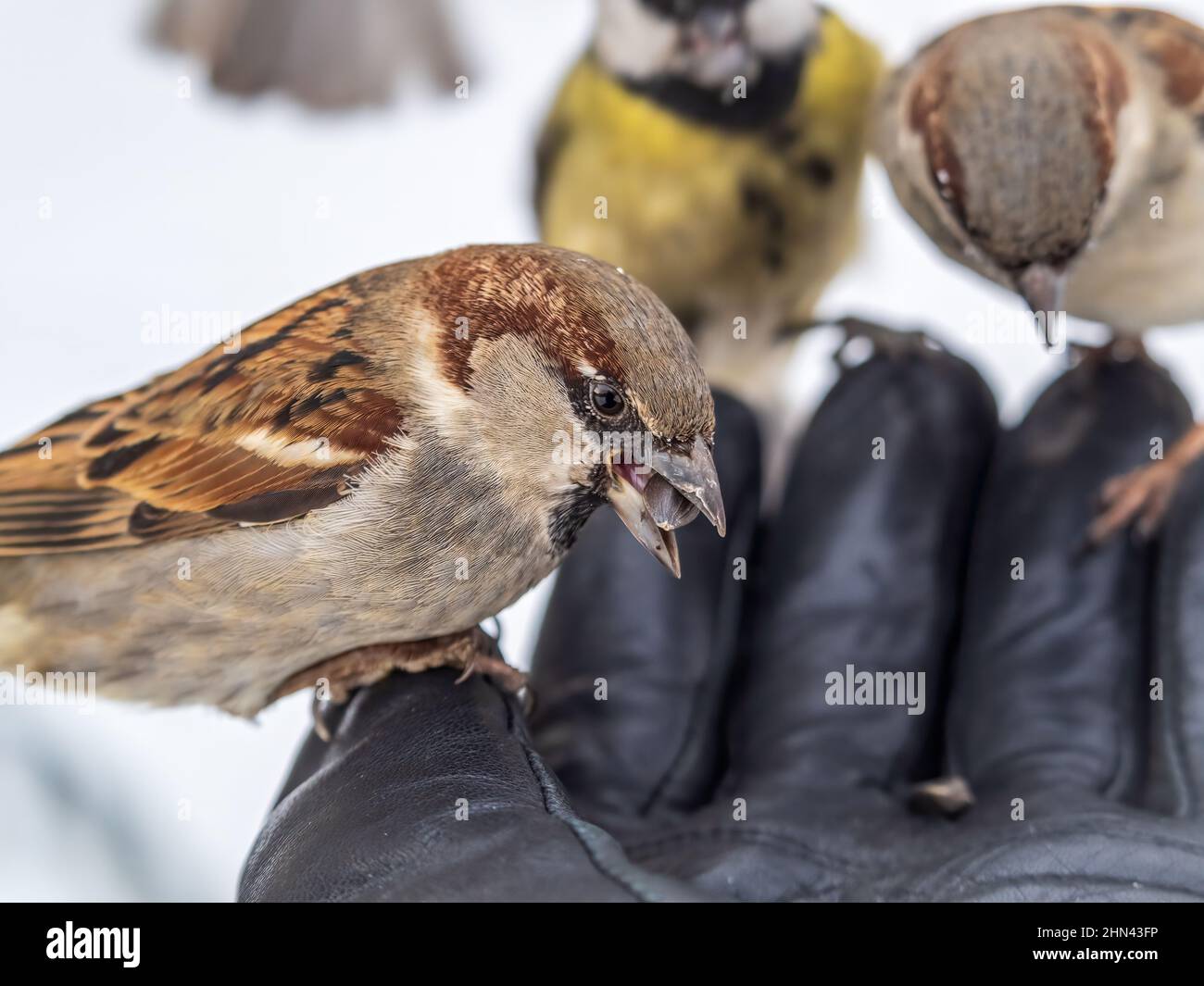 Sparrow eats seeds from a man's hand. A Sparrow bird sitting on the ...