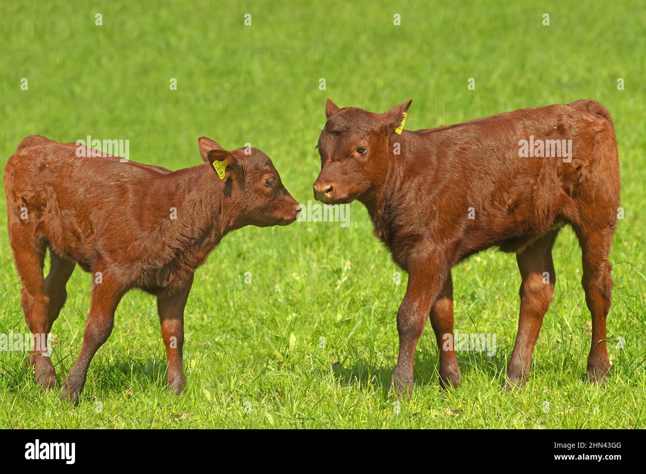 Red Poll. Two calves on a pasture. England Stock Photo - Alamy