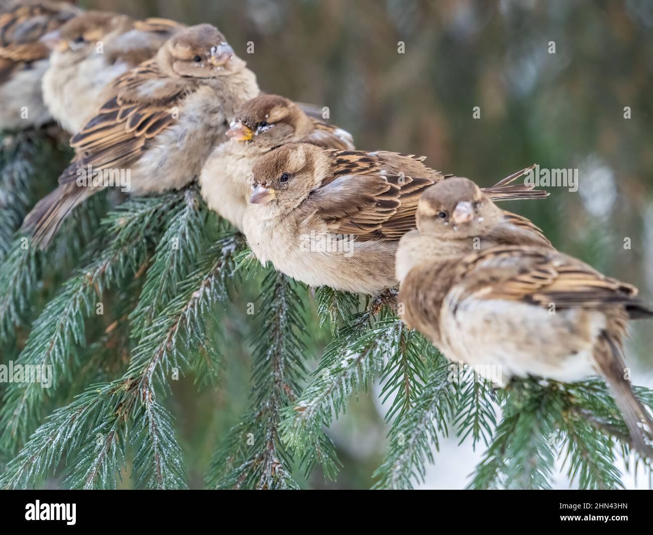 Four tree sparrows hi-res stock photography and images - Alamy