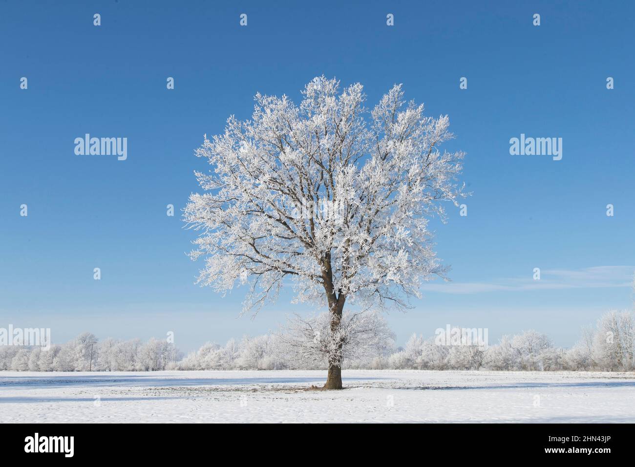 English Oak (Quercus robur). Single tree in winter. Germany Stock Photo ...