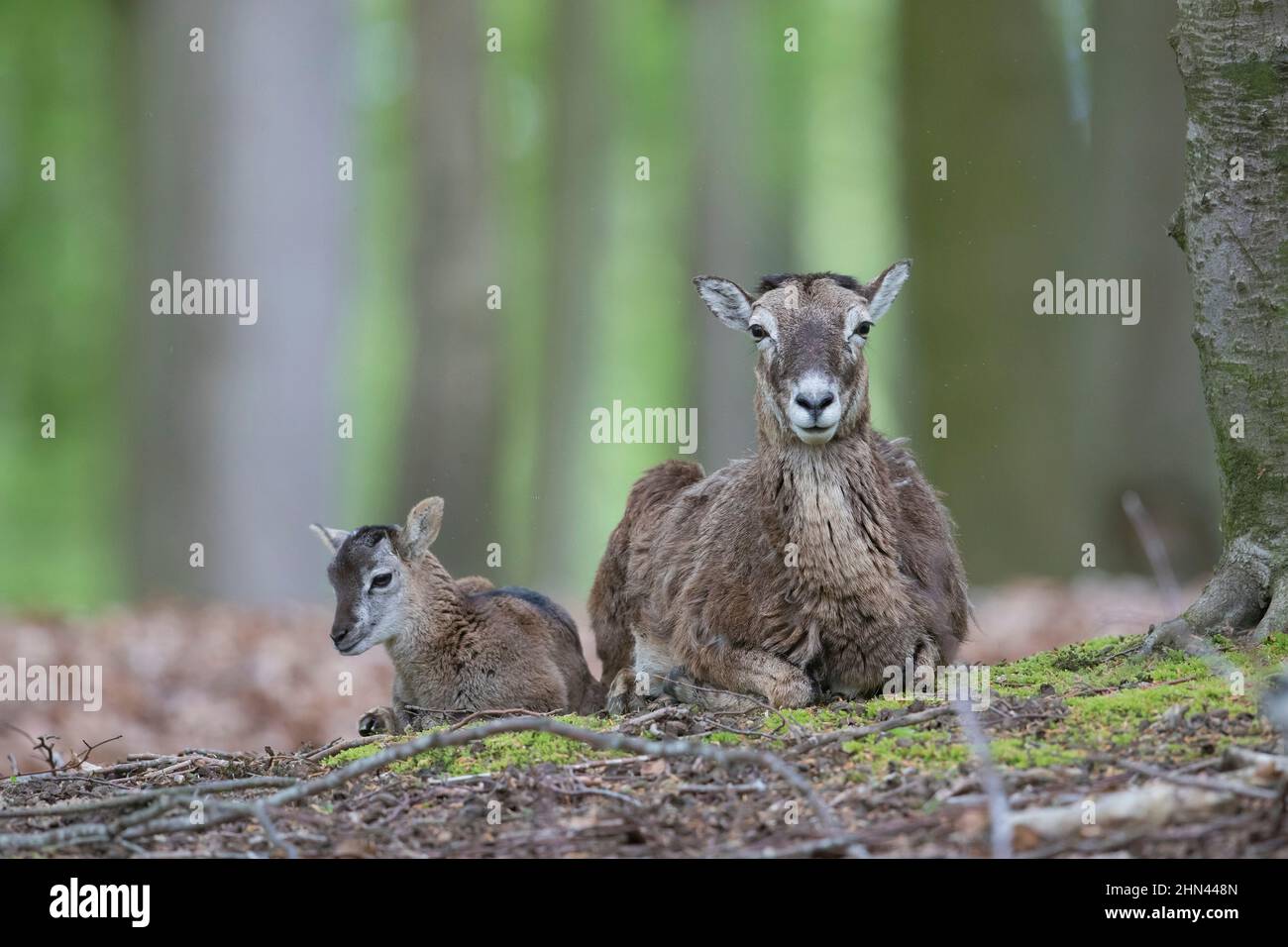 Mouflon (Ovis ammon musimon). Ewe and lamb resting in a forest. Germany ...