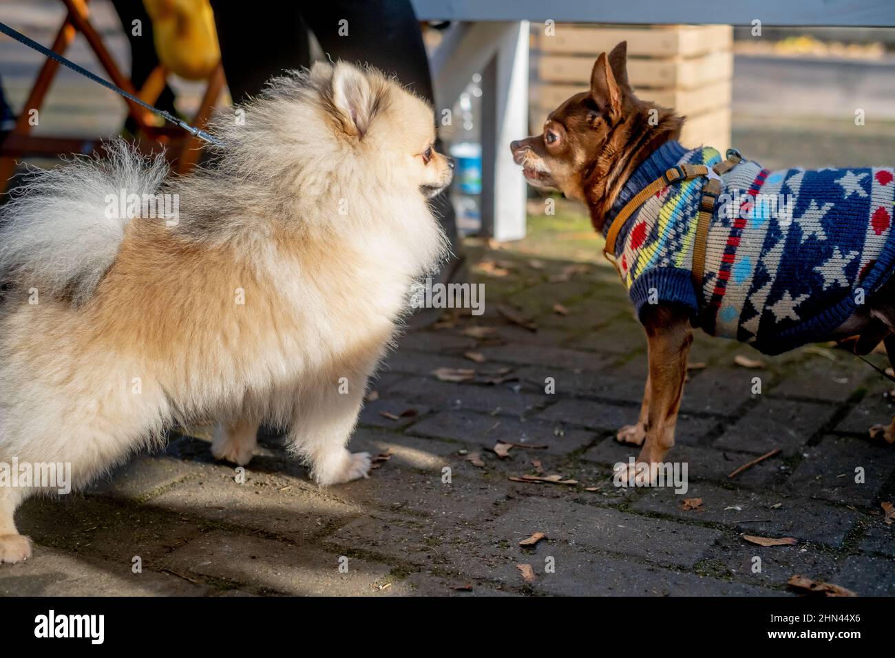 Funny small dogs standing against each other on street Stock Photo - Alamy
