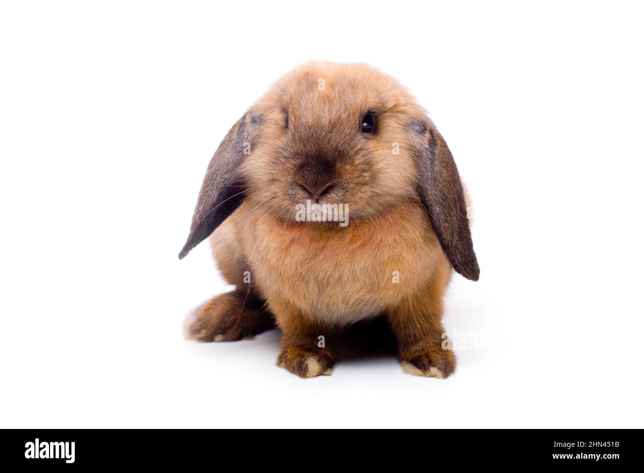 Pretty little lop-eared rabbit, isolated over white Stock Photo - Alamy