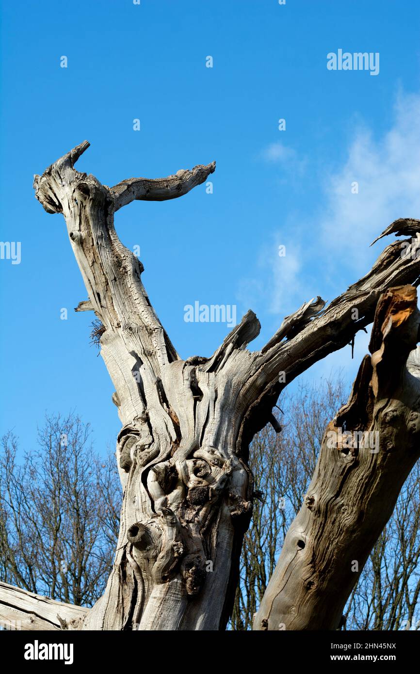 Ancient Sweet Chestnut tree detail, Elmdon Park, West Midlands, England ...