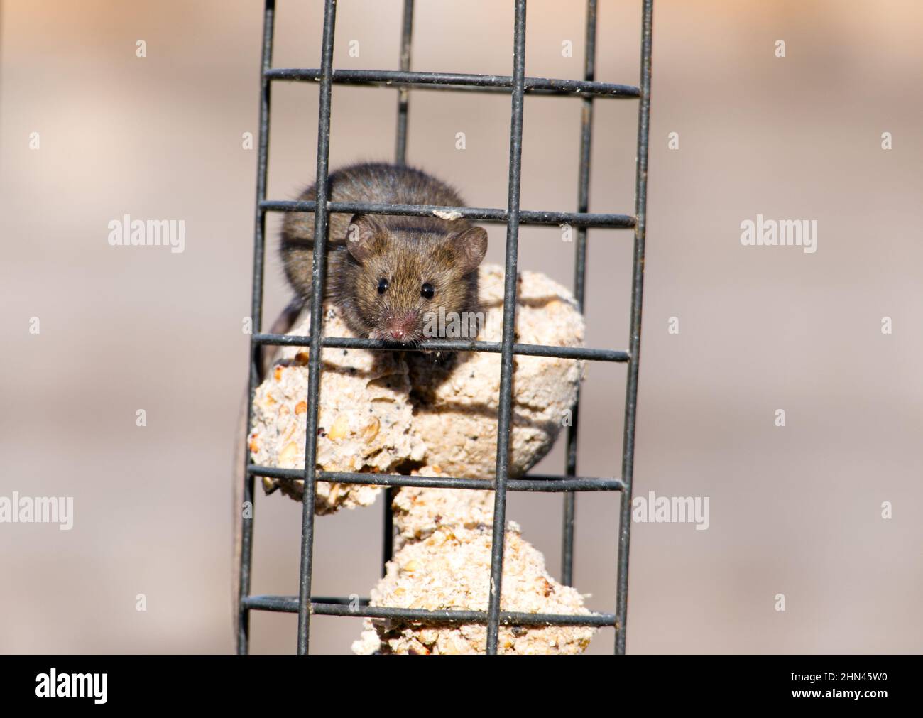 Fat mice rodent hi-res stock photography and images - Alamy