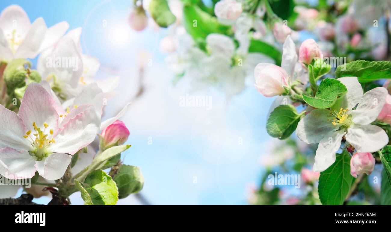 Beautiful spring header with blooming apple flowers on the background ...