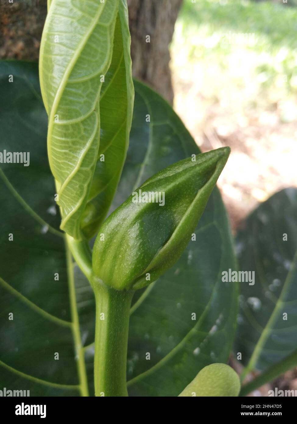 Jackfruit. Before becoming jackfruit. green jackfruit on tree Stock ...