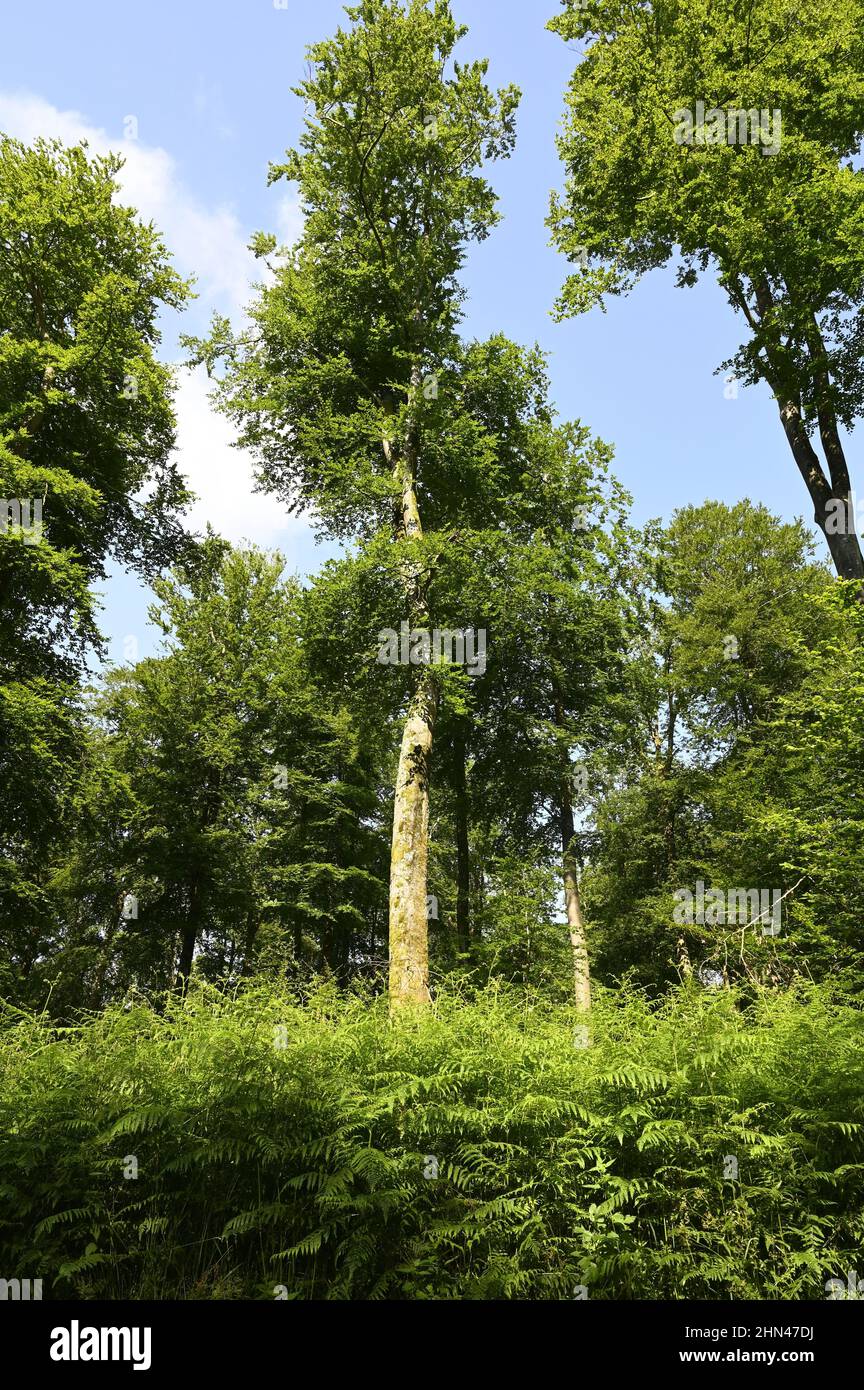France normandy forest hi-res stock photography and images - Alamy
