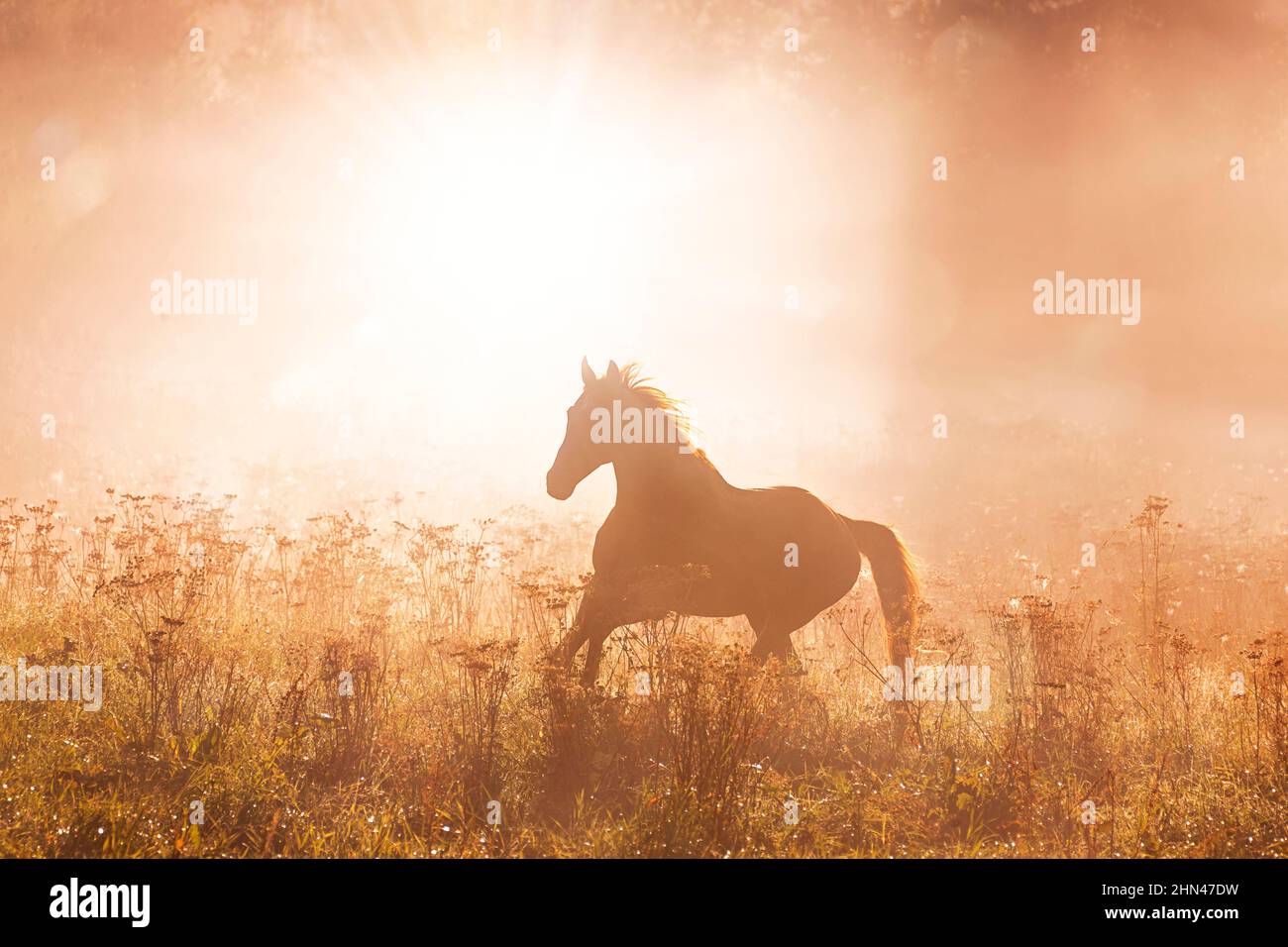 Budenny stallion hi-res stock photography and images - Alamy