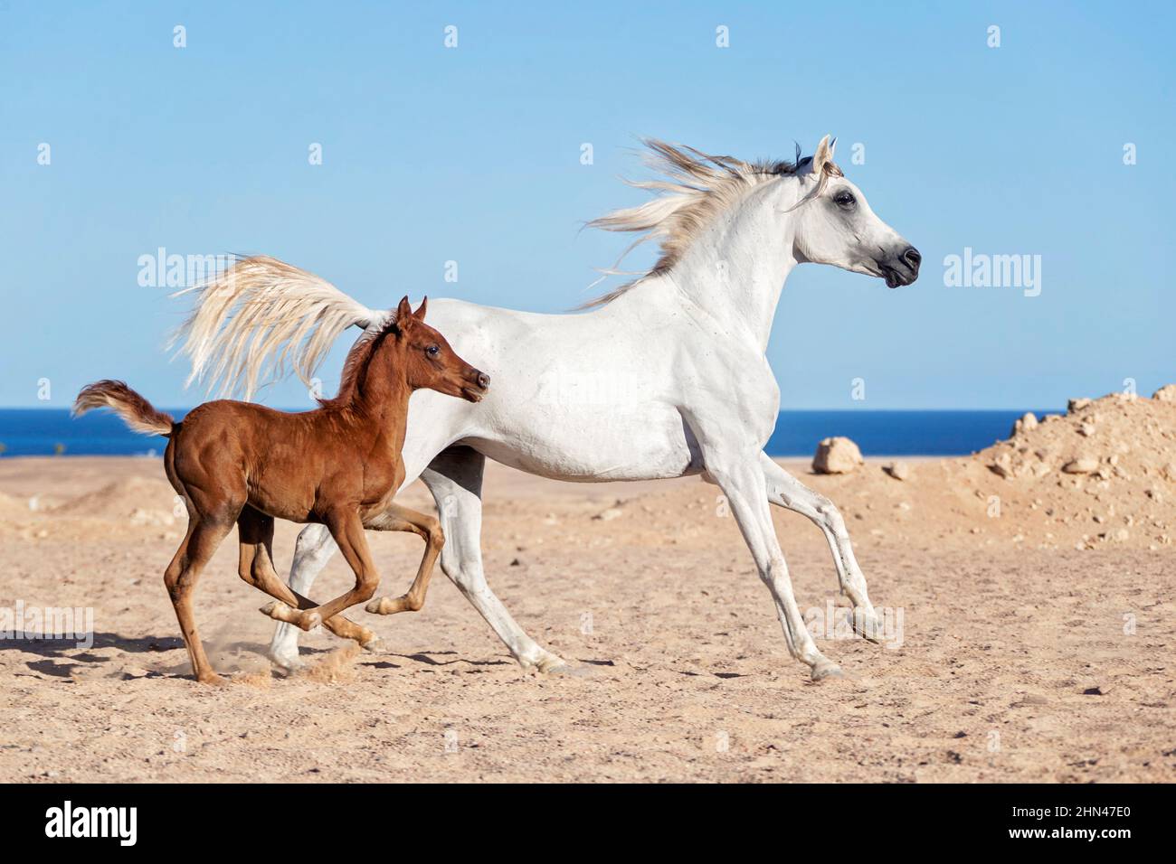 Purebred Arabian Horse. Grey mare with foal galloping in the desert ...