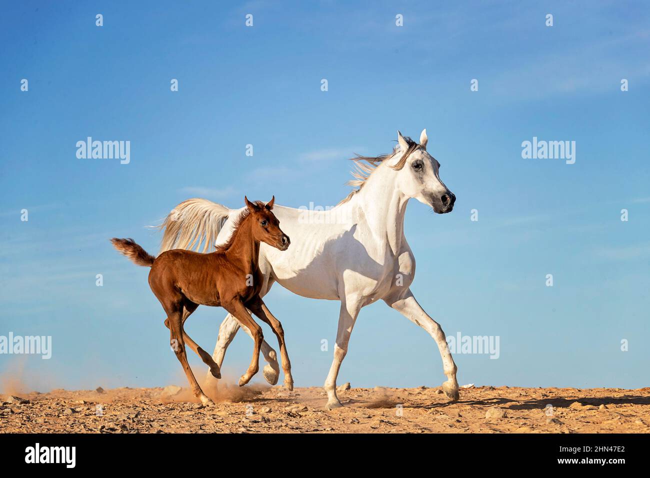 Purebred Arabian Horse. Grey mare with foal trotting in the desert ...