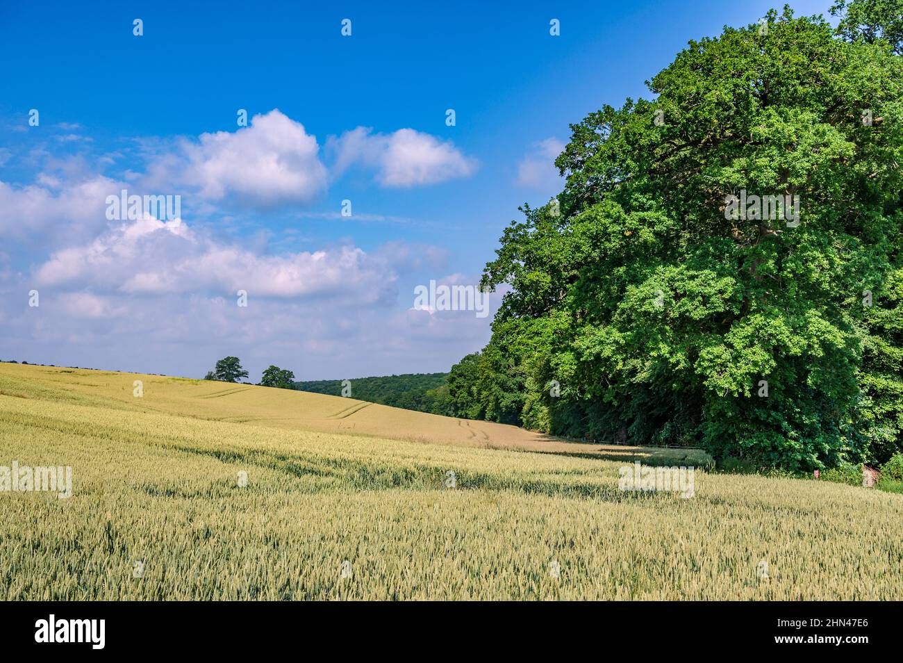 France normandy forest hi-res stock photography and images - Alamy
