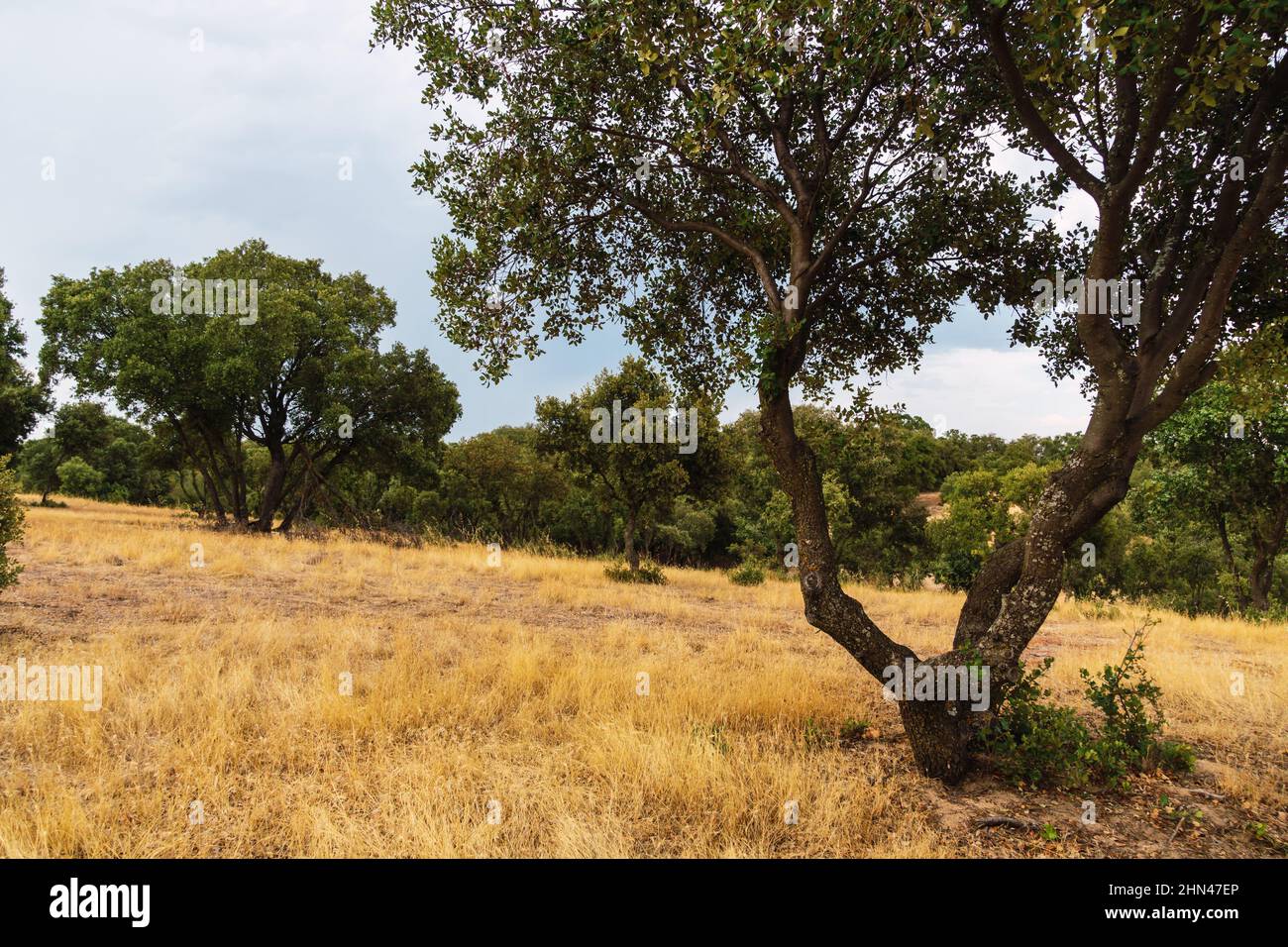 Forest dried by the sun with trees Stock Photo - Alamy