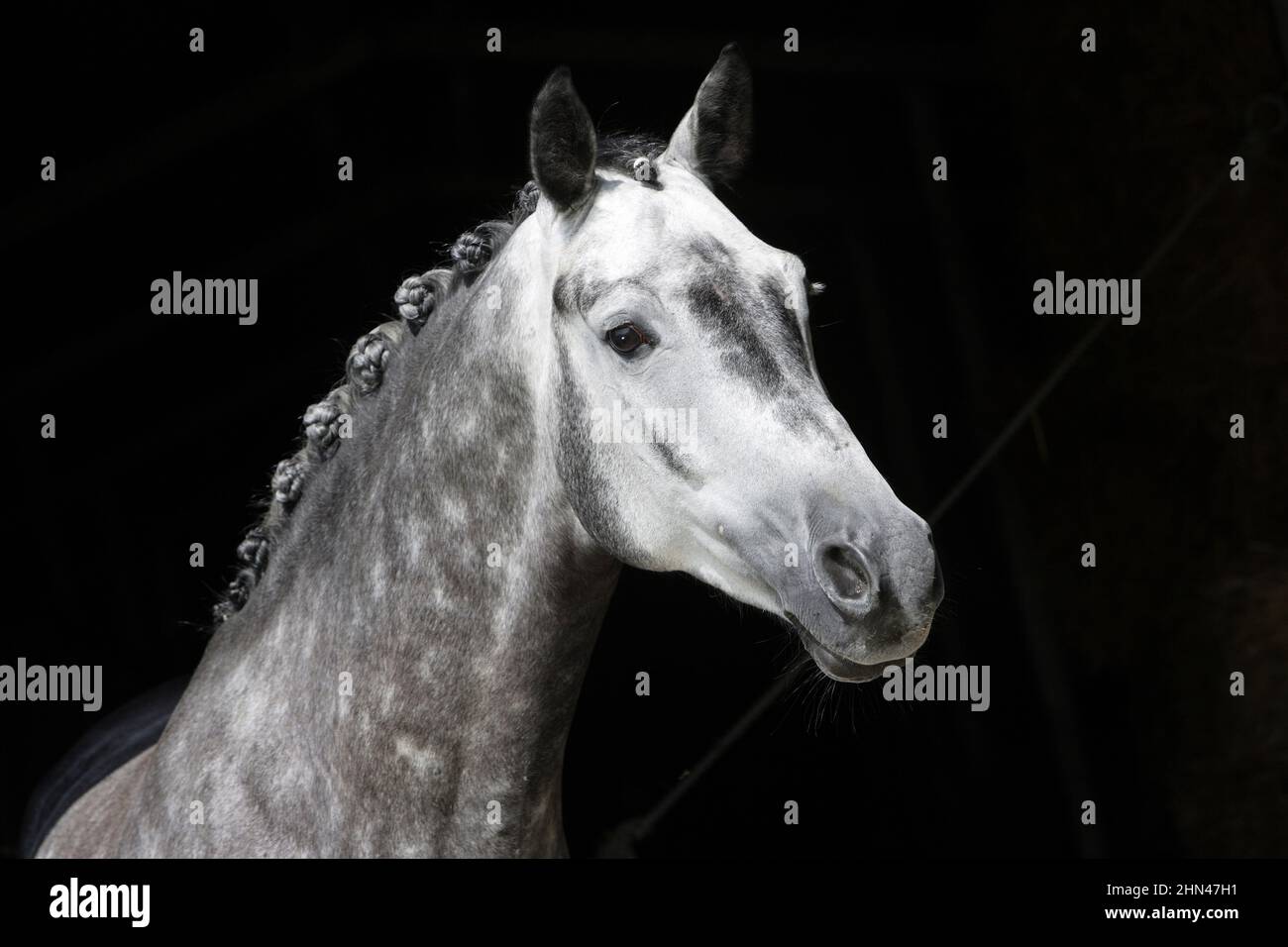 Holsteiner horse portrait hi-res stock photography and images - Alamy