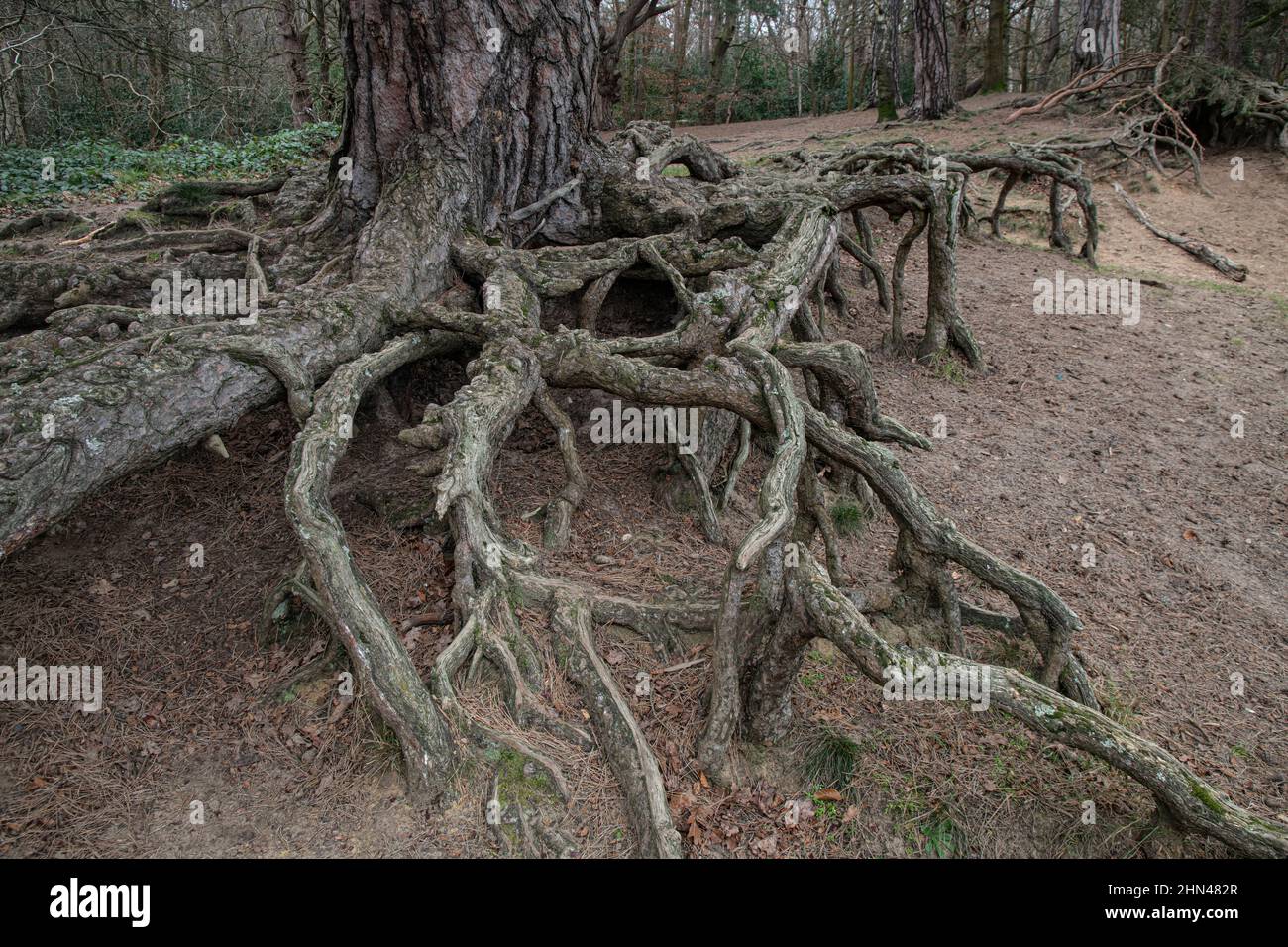 Erosion roots hi-res stock photography and images - Alamy