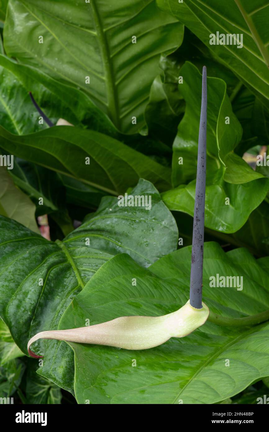 Strange tail hi-res stock photography and images - Alamy