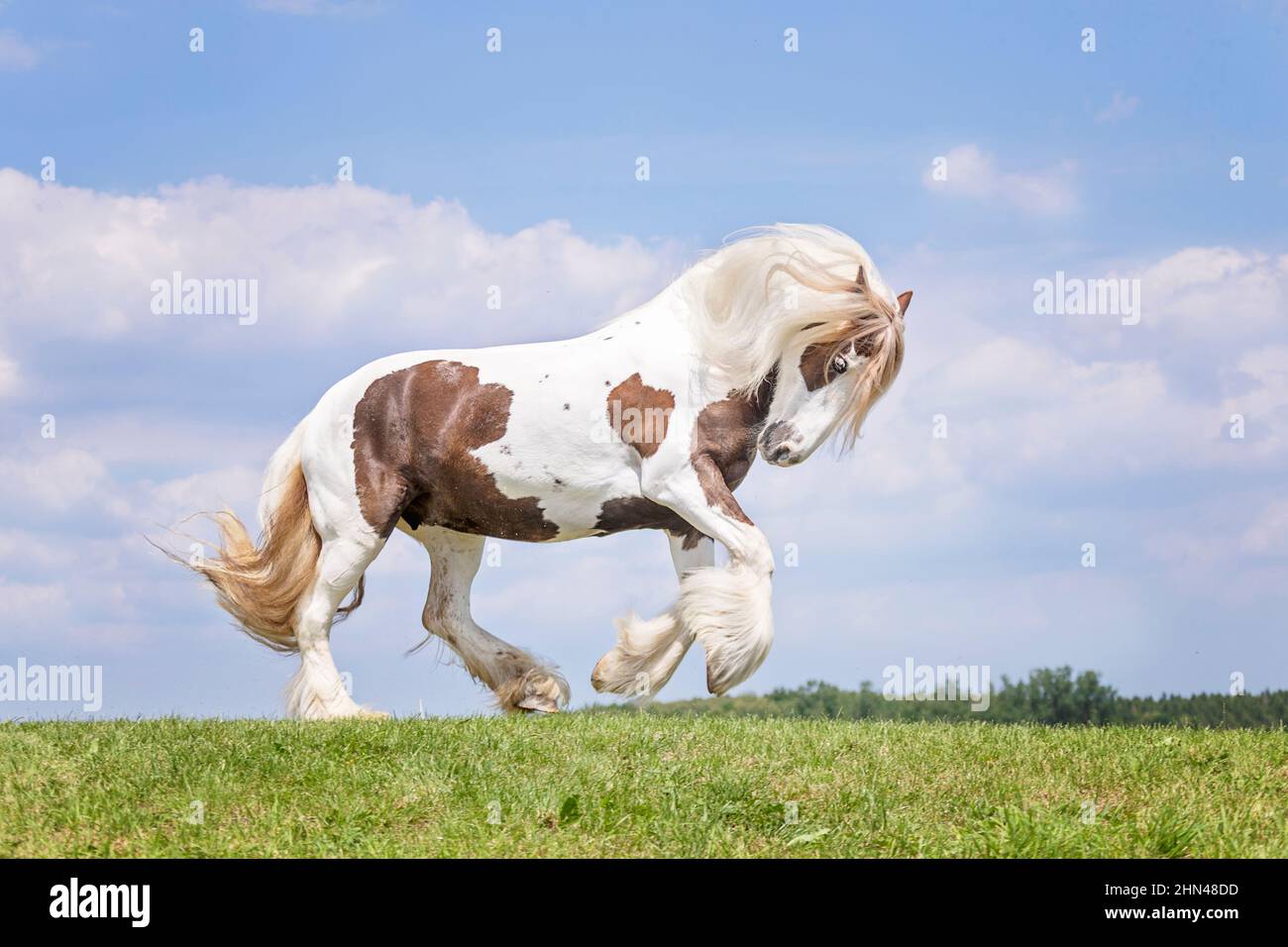 Galineers Cob. Mare on a pasture, showing-off. Germany Stock Photo - Alamy