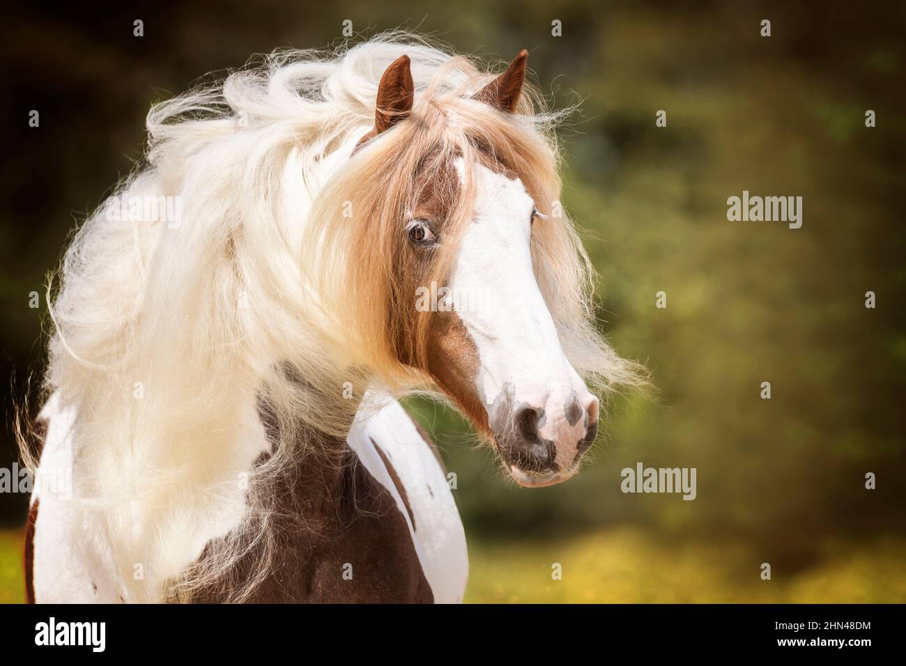 Galineers cob hi-res stock photography and images - Alamy