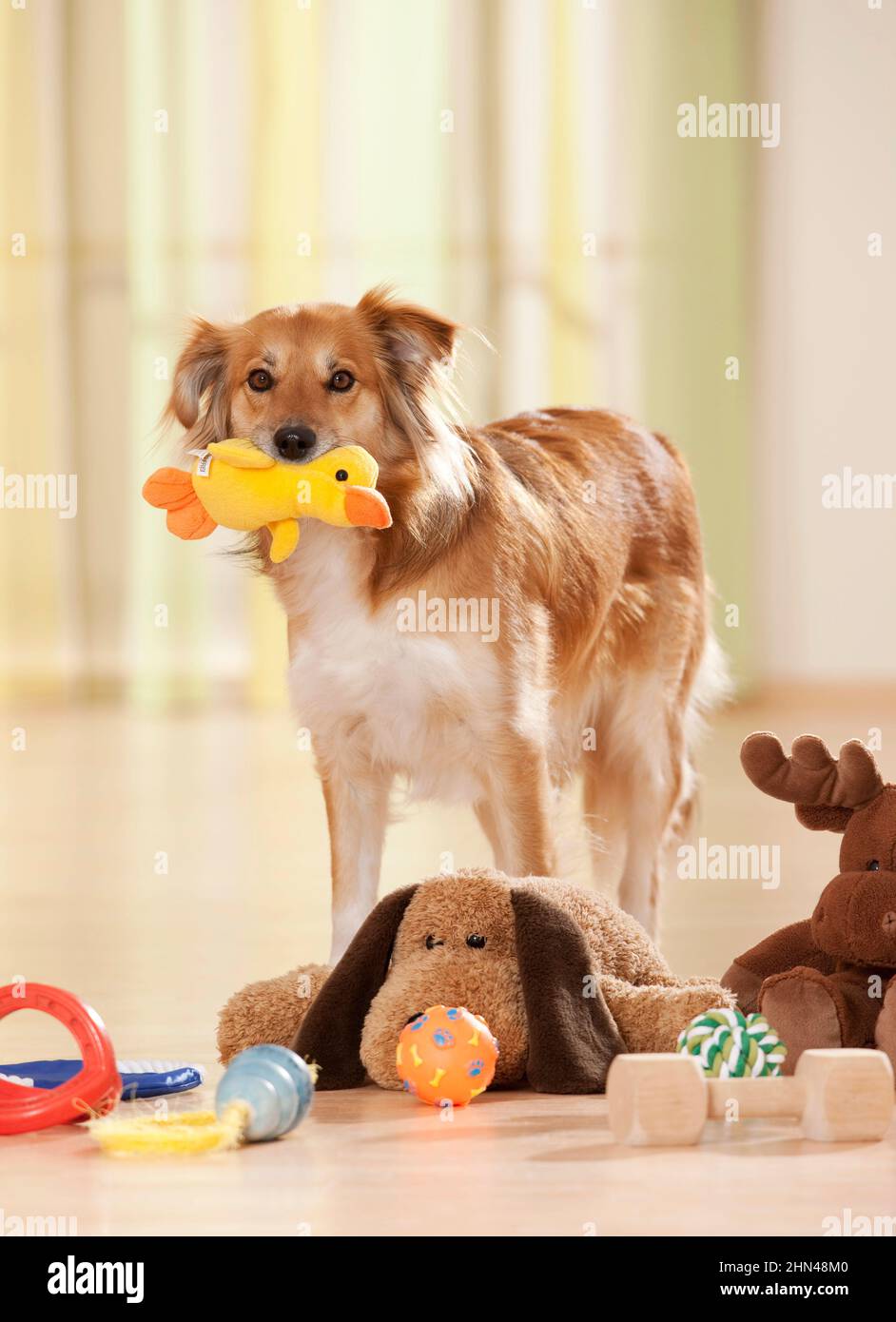 Among many hi-res stock photography and images - Alamy