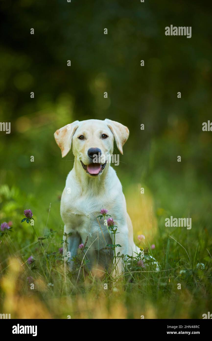Labrador Retriever. Yellow juvenile sitting on a forest clearing ...